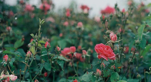 Can I Build A Flower Bed With Corrugated Metal Panels | Corrugated ...